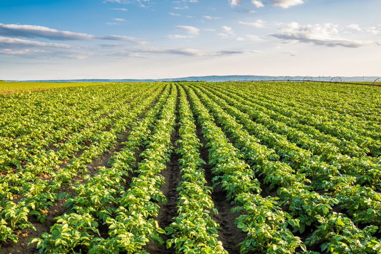 Why Investing In Productive Land Should Be On Your Radar